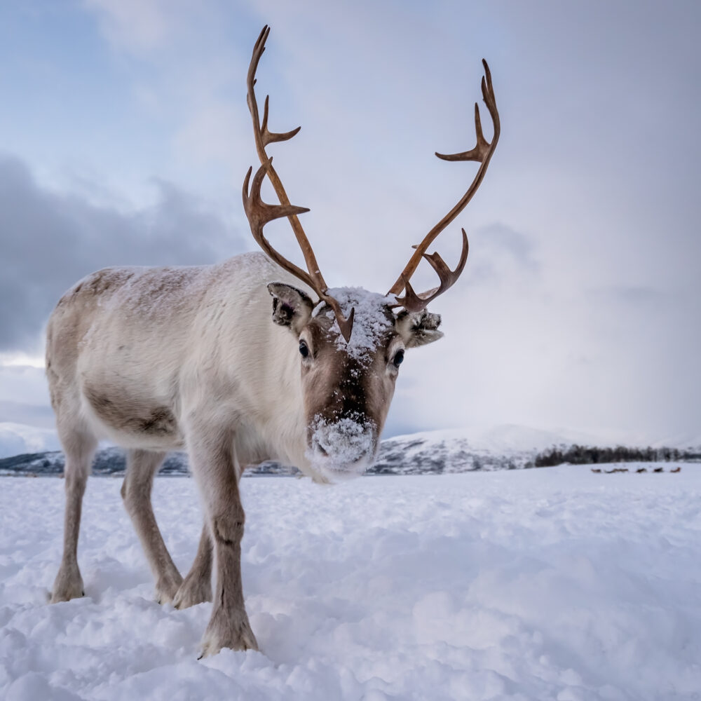 A Visual Guide to Reindeer - Essential Engine