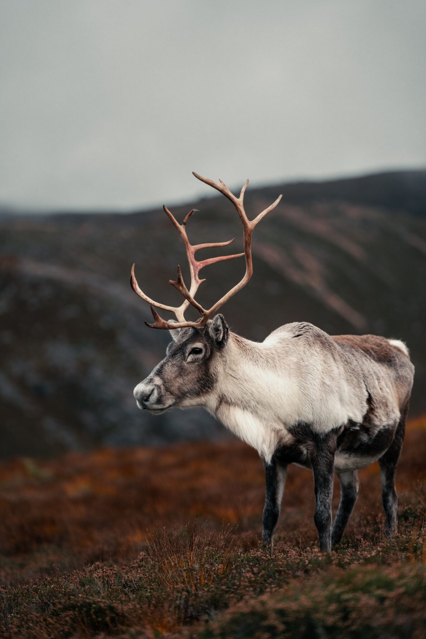 A Visual Guide to Reindeer - Essential Engine
